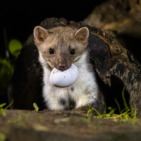 Steenmarters | Traas Nederland
