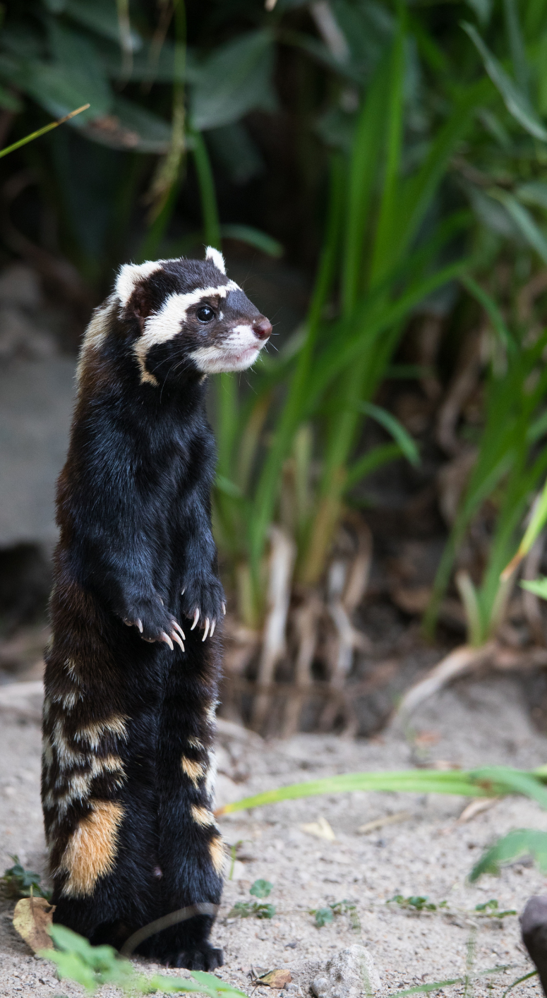 Bunzingen zijn beschermde diersoorten | Traas Nederland helpt
