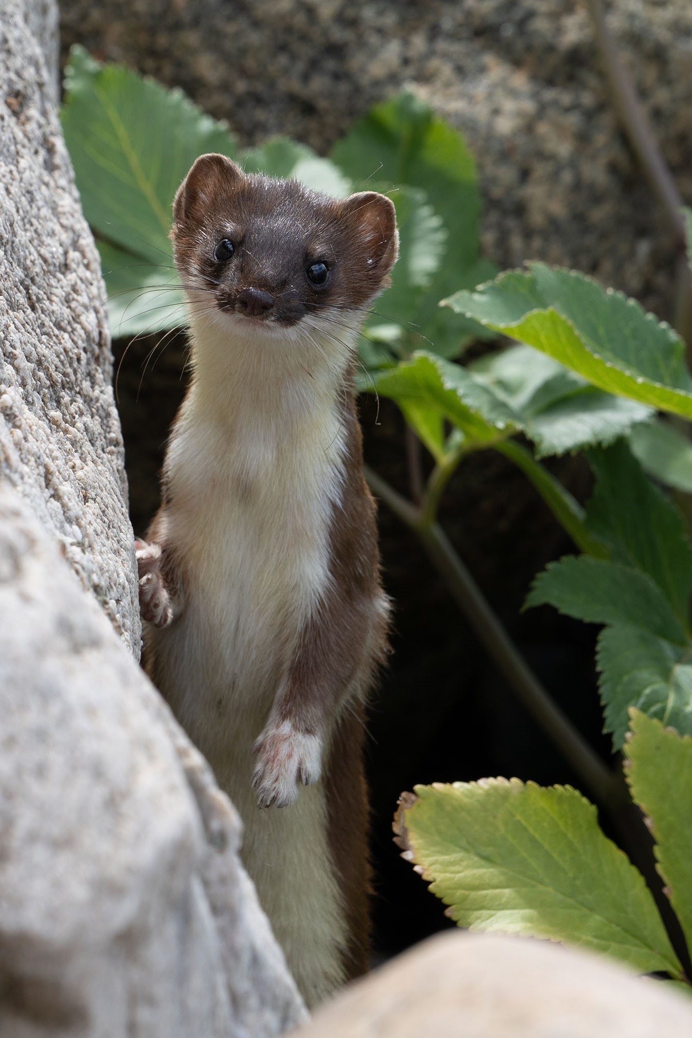 Overlast door Hermelijnen | Traas Nederland voorkomt marterachtigen