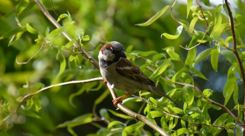 Mussen en het creëren van nestgelegenheid? Vraag Traas Nederland naar ...